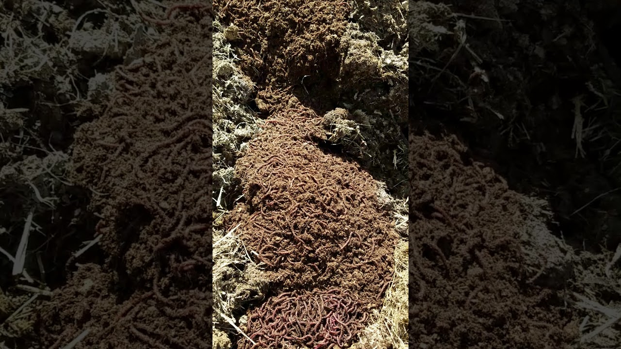 Large Scale Outdoor Vermicomposting at 10,000ft - YouTube