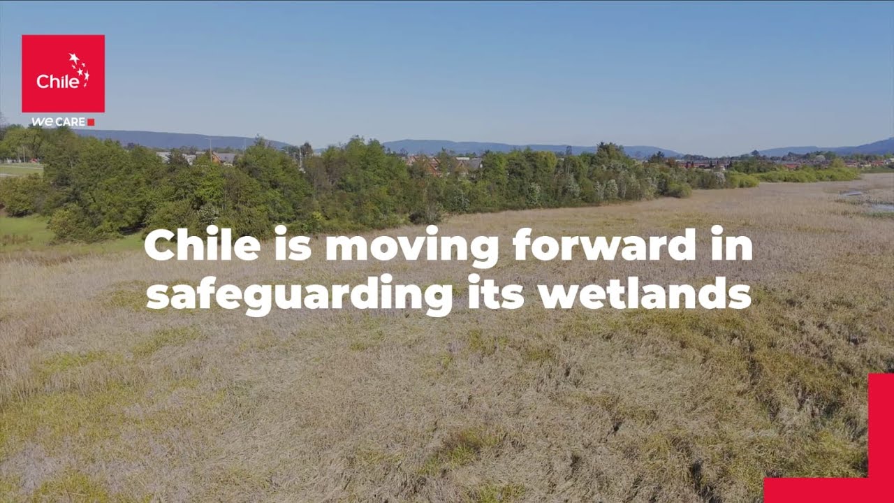 Chile is moving forward in safeguarding its wetlands | Marca Chile ...