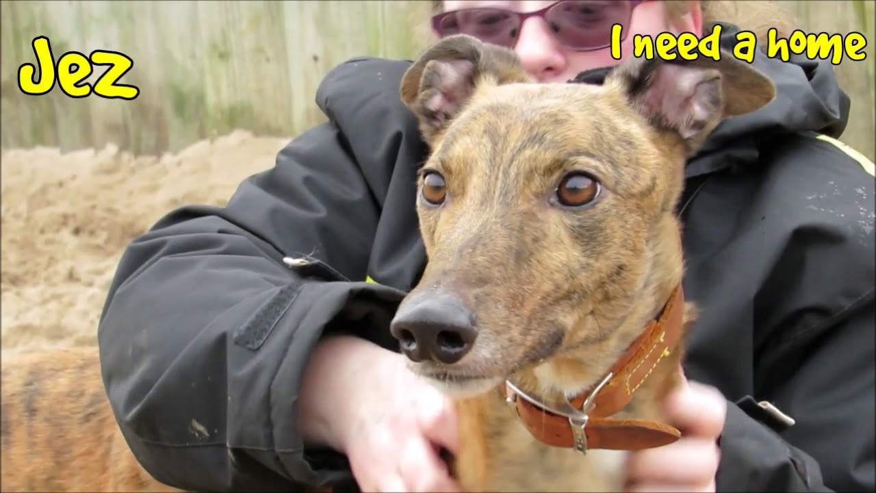 Dogs Trust Leeds - Jez - YouTube