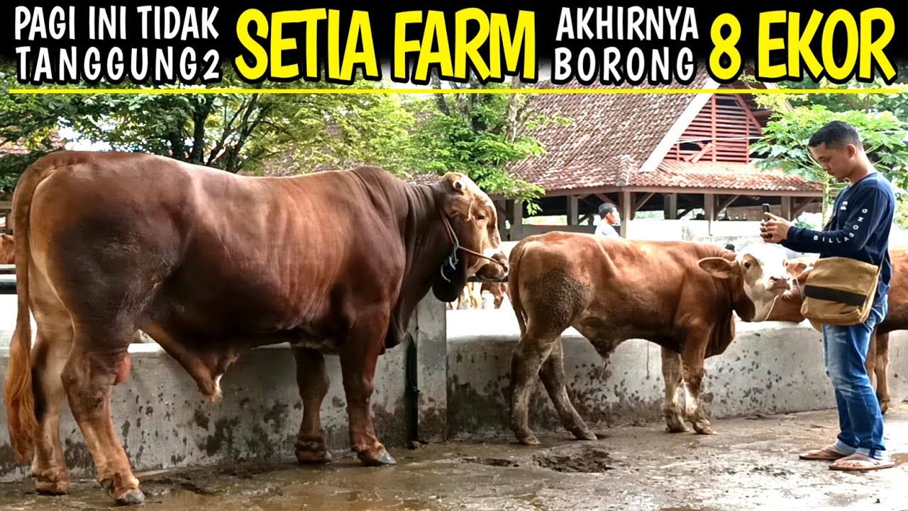 Tidak Tanggung Tanggung Mas Hermawan Setia Farm Akhirnya Borong Sapi ...