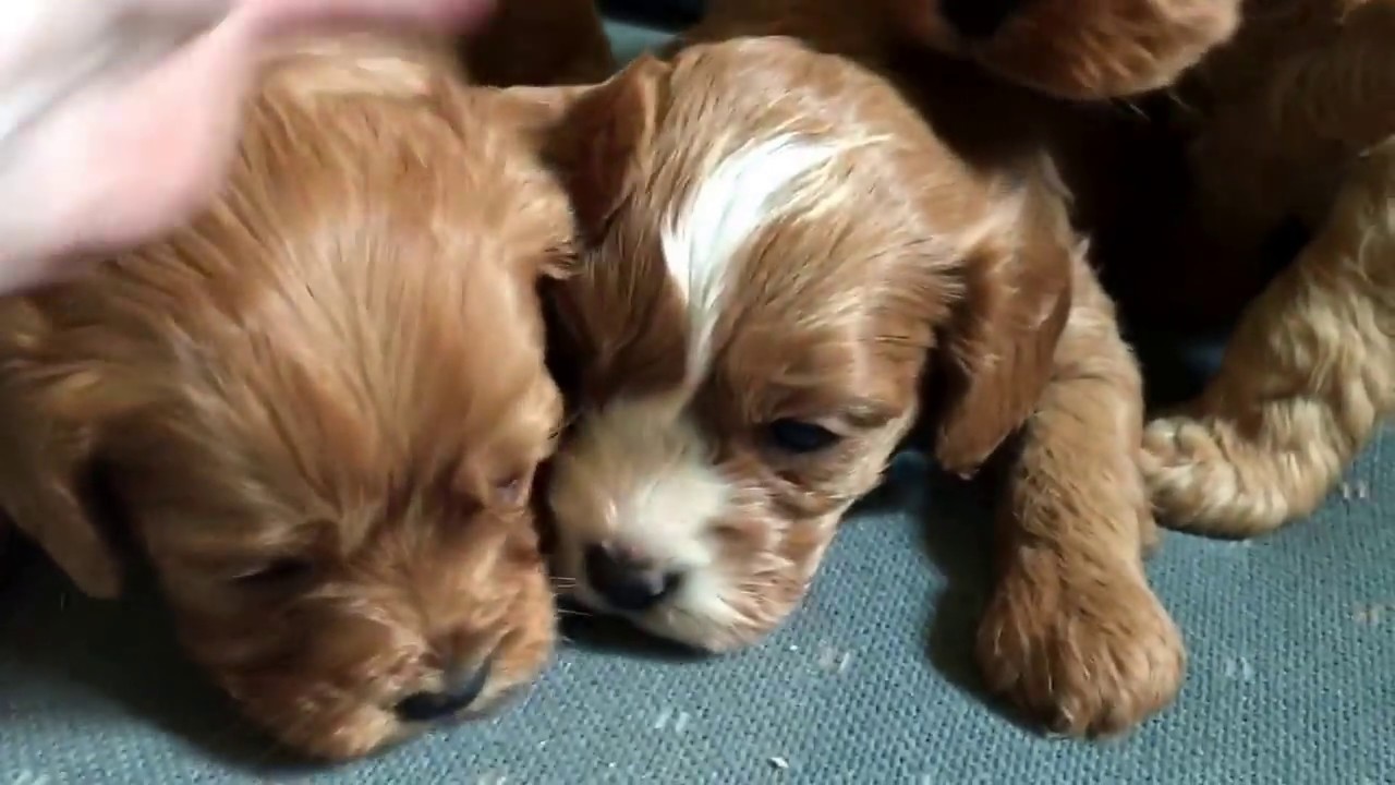 Jules' Cavapoo pups @ 4 weeks - YouTube