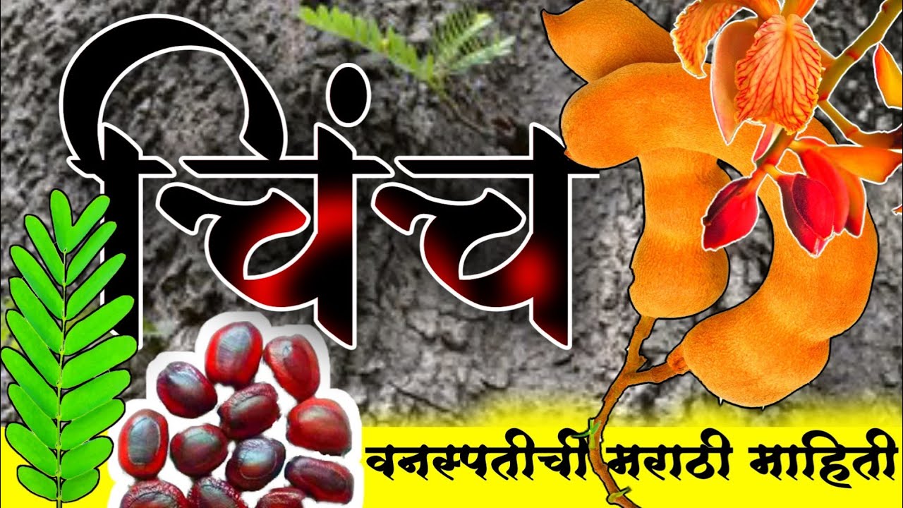 चिंच वनस्पती माहिती मराठी / Tamarind Tree (Chinch) Information In ...
