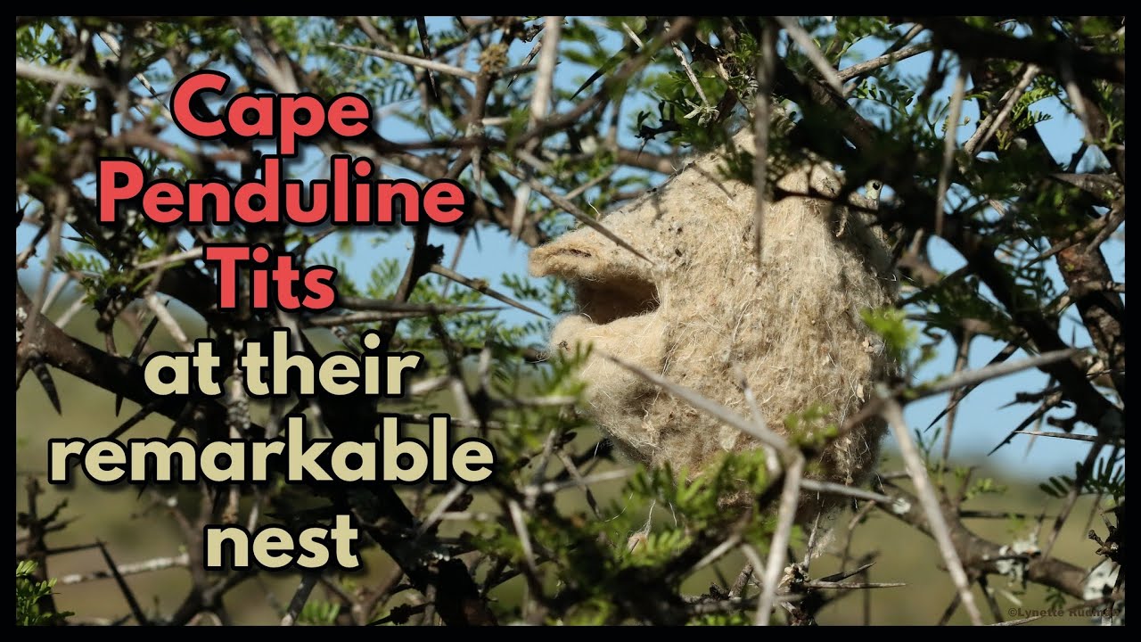 CAPE PENDULINE TITS at their remarkable sheep's wool nest - YouTube