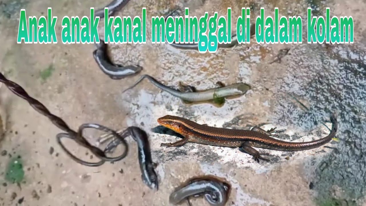 anak anak kadal ikut nyemplung ke dalam kolam ngikut induknya - YouTube