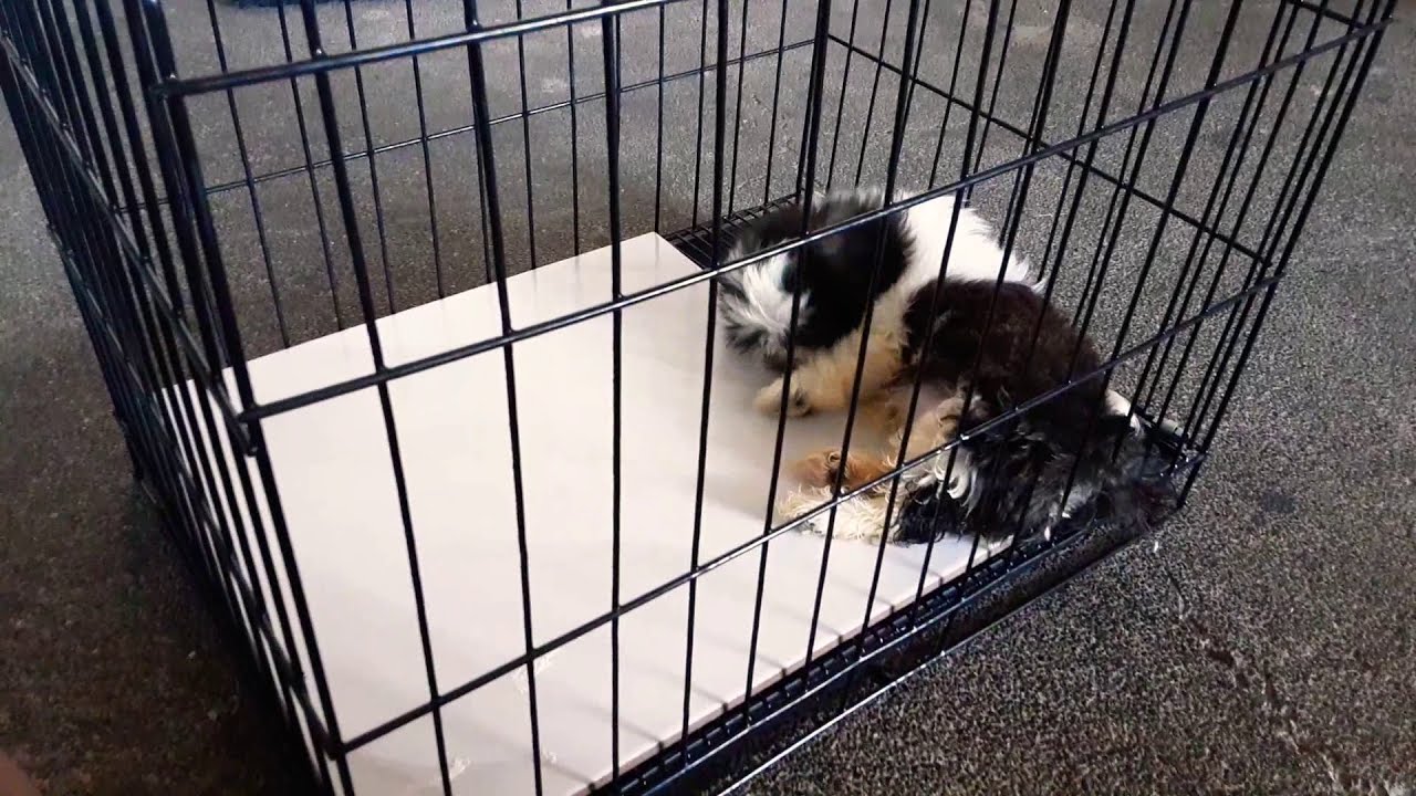 A dog named Oreo - YouTube