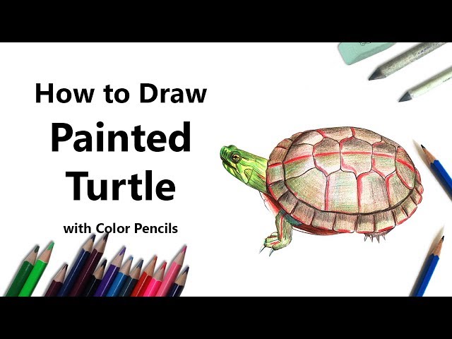 Turtle Drawing Color Easy Pencil
