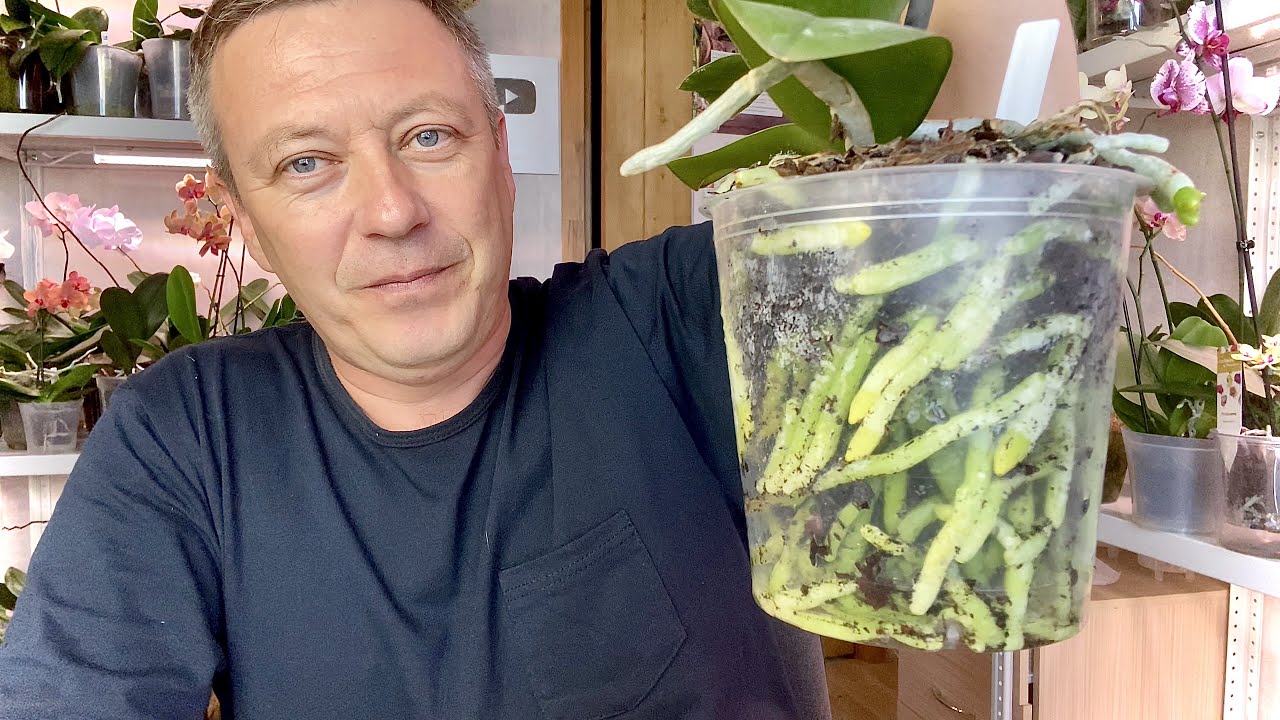 орхидеи выпустят корни из всех щелей ГОРШКИ для орхидей Youtube