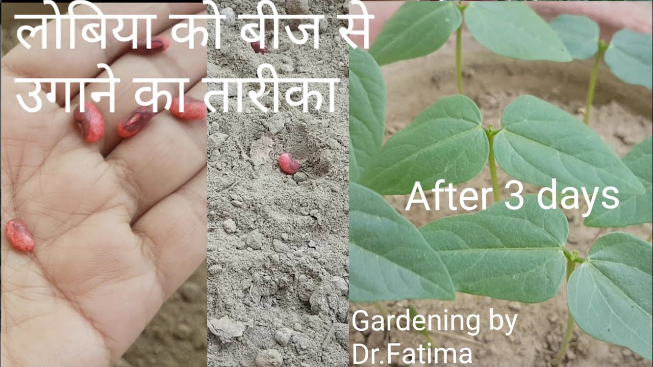 Lobiya Plants|Lobiya Plants lagaane ka tareqa|How to grow lobiya plant ...