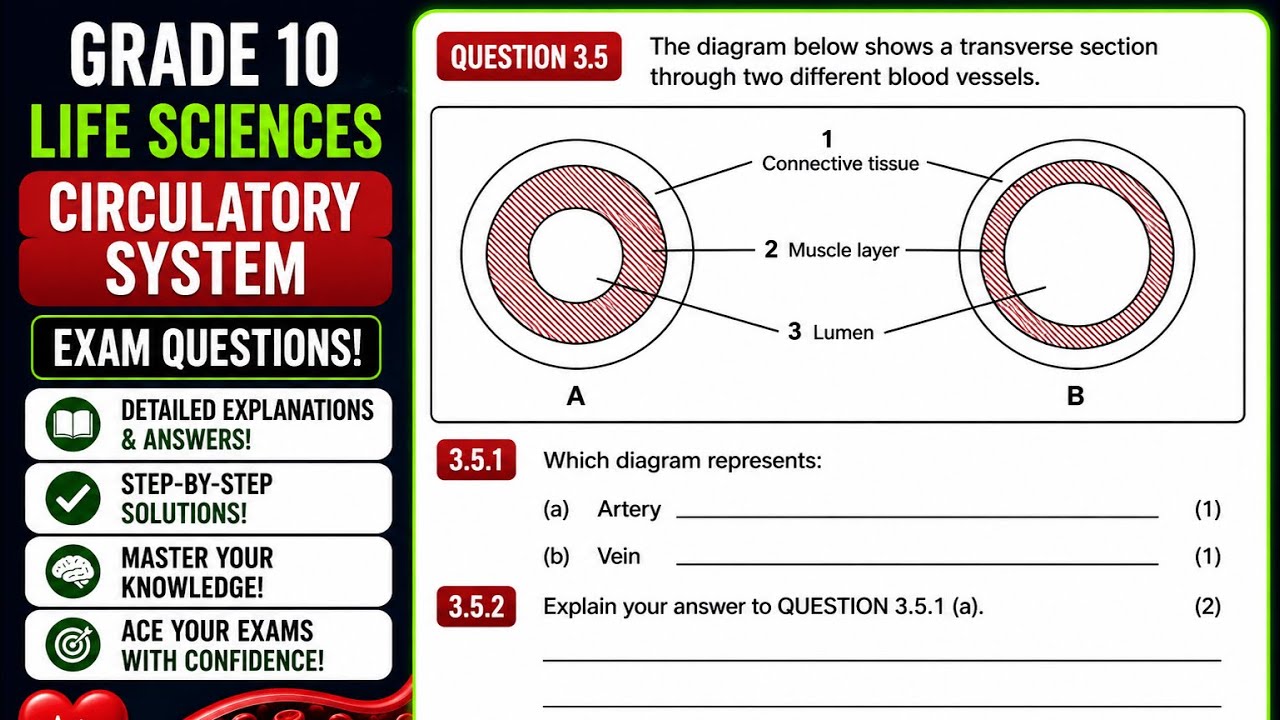 Grade 10 Blood Vessels Exam Question | Transport System| Arteries and ...