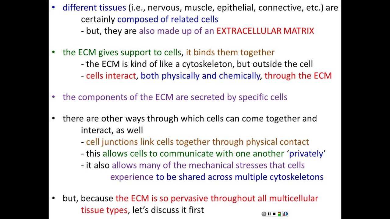 Lecture 19 - Cell Communities - Part 1 - Chapter 20 - YouTube