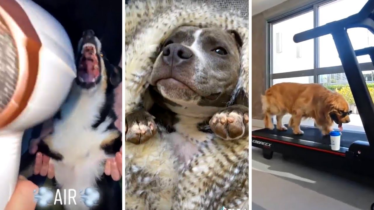 Do You Love Laughing? These Funny Dogs and Puppies Will Have You in ...