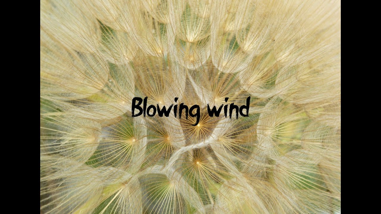 (No Copyright Music) blowing wind sound effects - YouTube