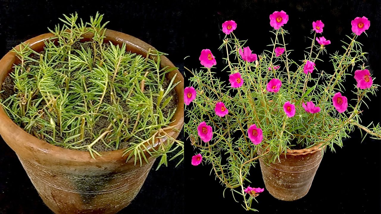 How to Propagate Portulaca/Moss Rose from Cuttings(With Update Videos ...