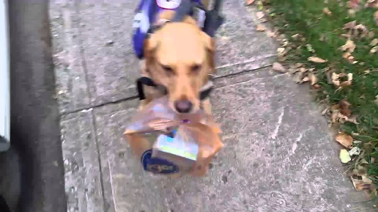 Service dog carrying groceries - YouTube