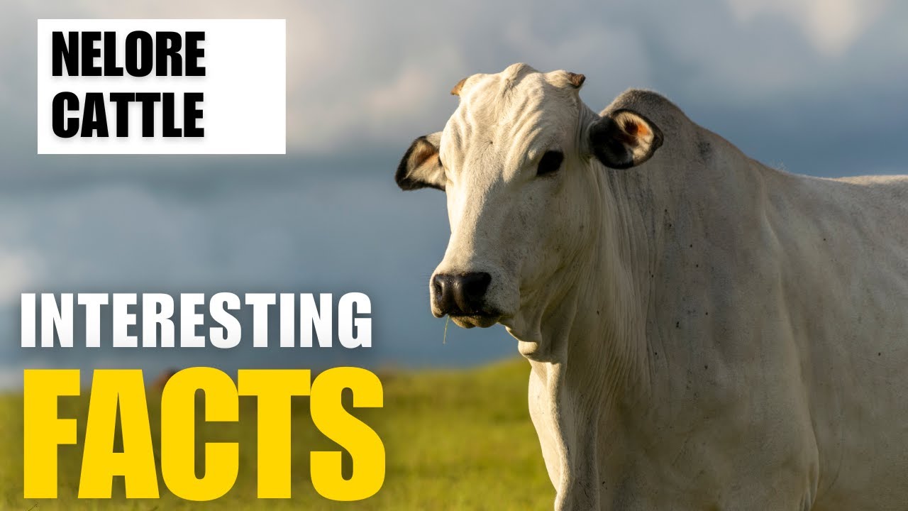 Exploring the Fascinating World of Nelore Cattle | Interesting Facts ...