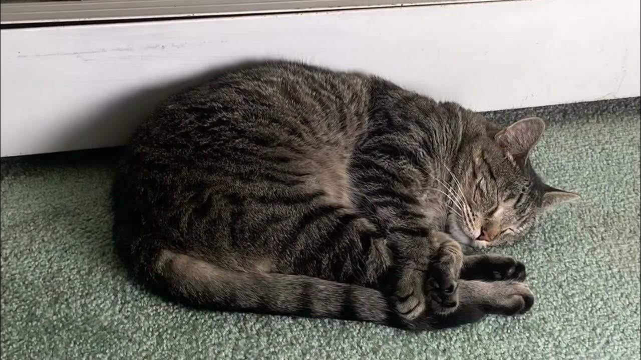 Purrvana - Catnip In A Bag - YouTube