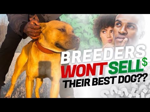 Will A Breeder Sell Their Best?? - YouTube
