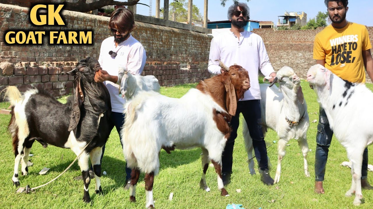 Quality Kota Malwa Hansa Goat's Arrived At GK Goat Farm - YouTube