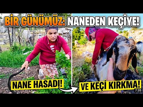Trt belgesel esme köy İşleri Asla Bitmez! Nane Biçtik, Keçileri Kırktık\