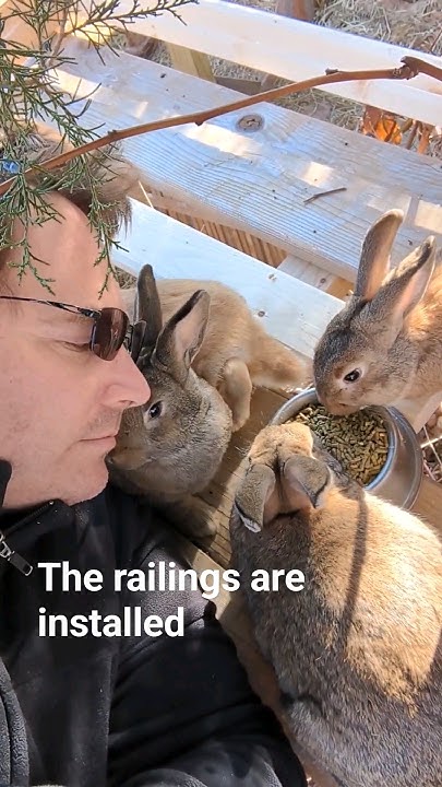 The railings are installed on the Bunny Rabbit tree house - YouTube