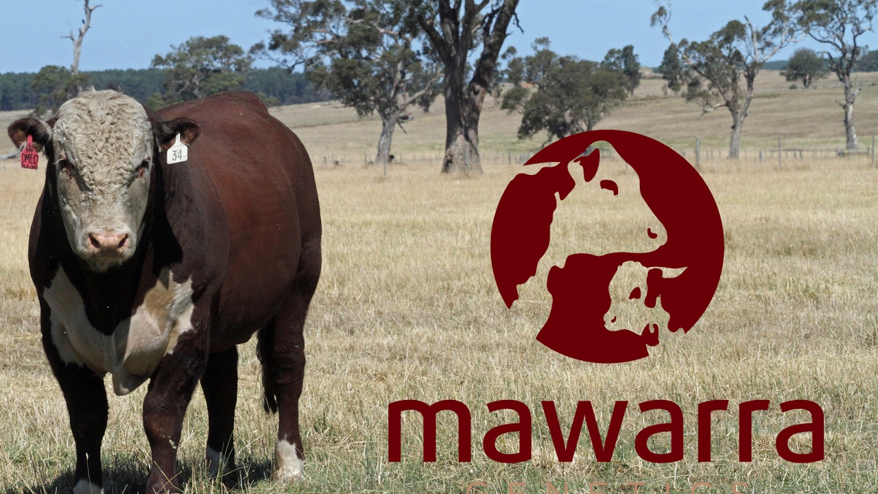 Mawarra Genetics 2017 Annual Sale Preview - YouTube