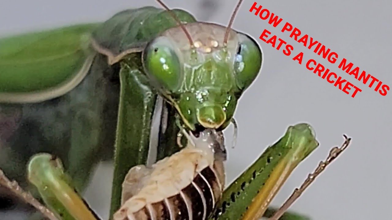 Praying Mantis Feeding - YouTube