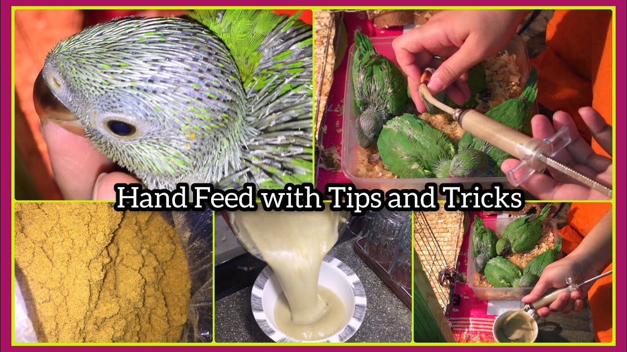 Make Hand Feed with Me | Tips and Tricks | #zenu - YouTube