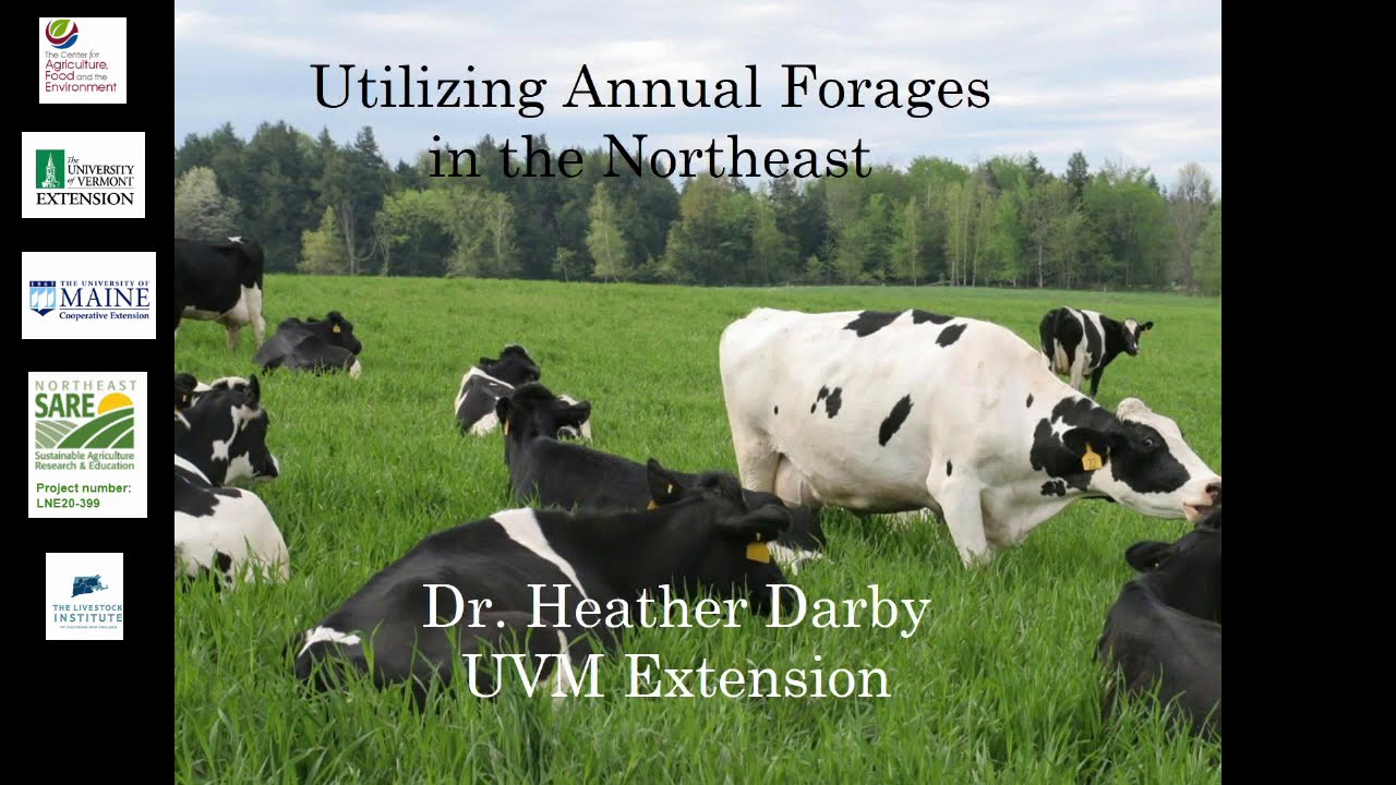 Grazing & Forage Season Extension Webinar: Cool season annuals with ...
