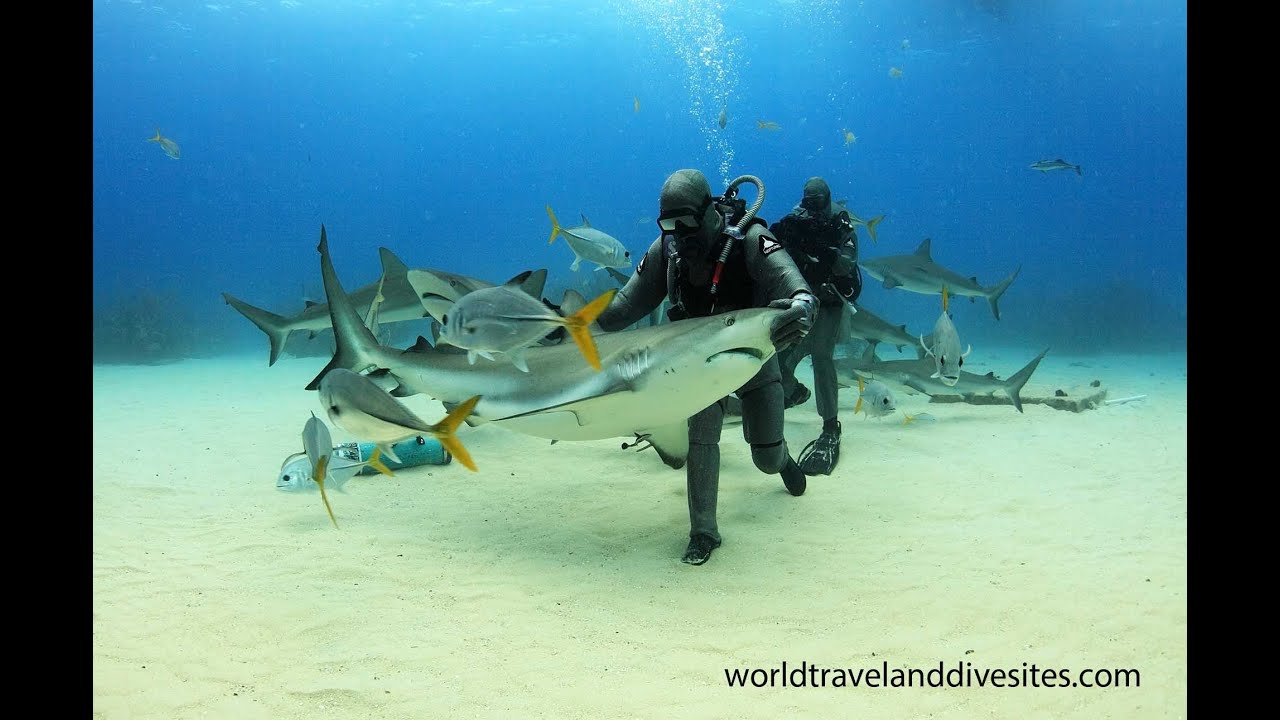 "Shark tank", feeding and trance - YouTube