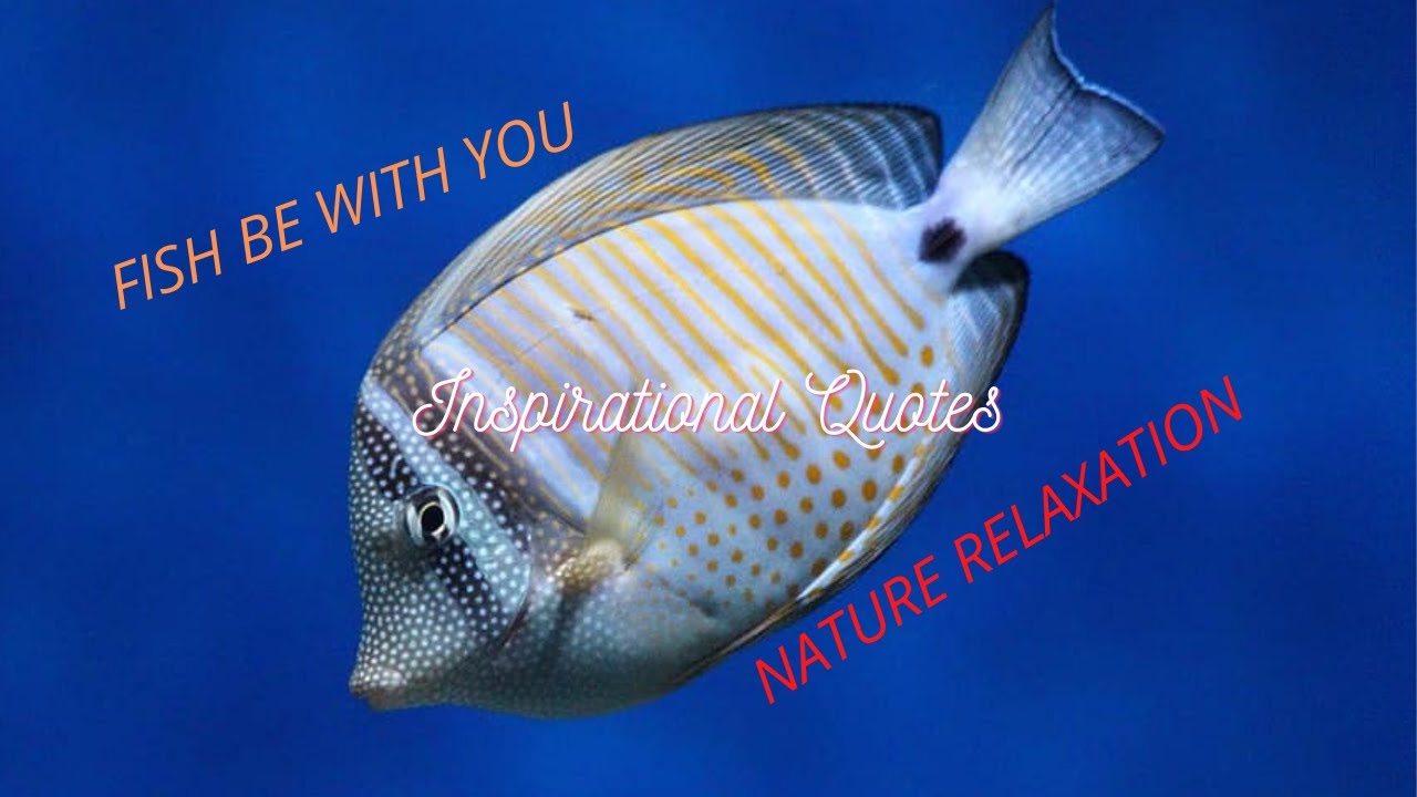 FISH BE WITH YOU |INSPIRATIONAL QUOTES IN ENGLISH |RELAXING MUSIC ...