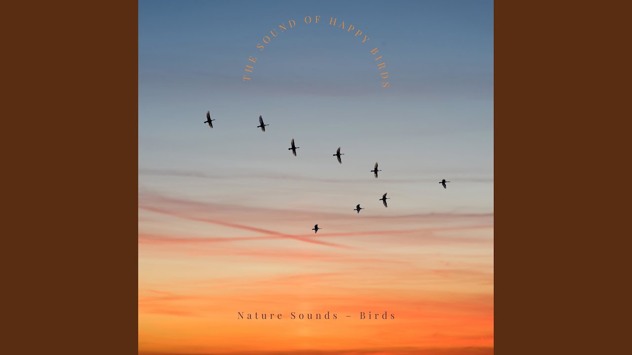 Slow Bird Songs - YouTube