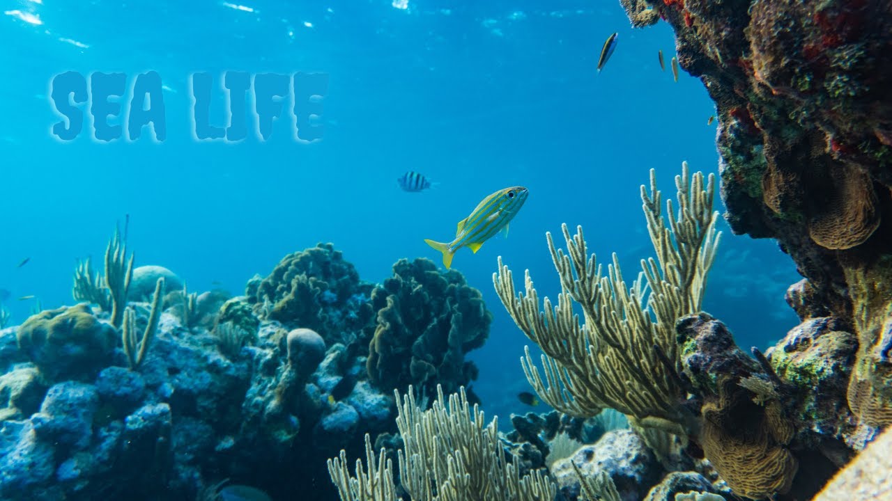 Rare and Colorful Sea Life | Ambient Music For Studying - YouTube Music