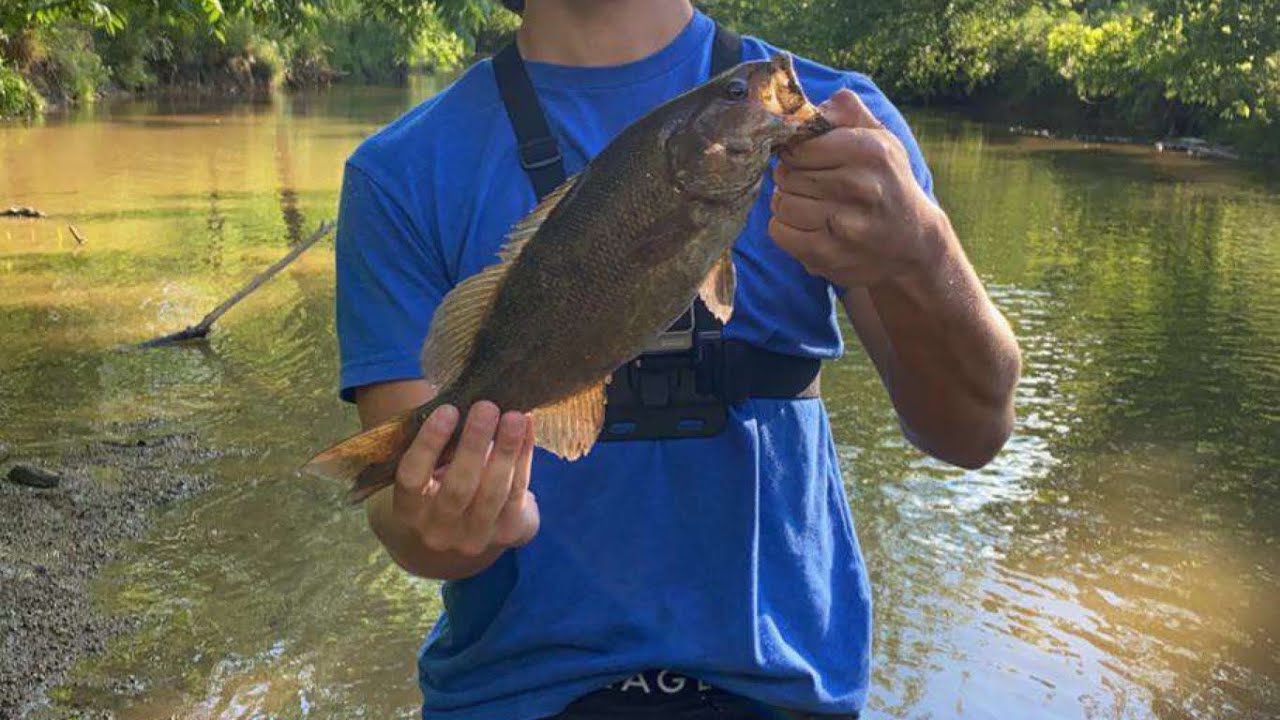 Creek Walmart fishing challenge(with David Turnbull) - YouTube