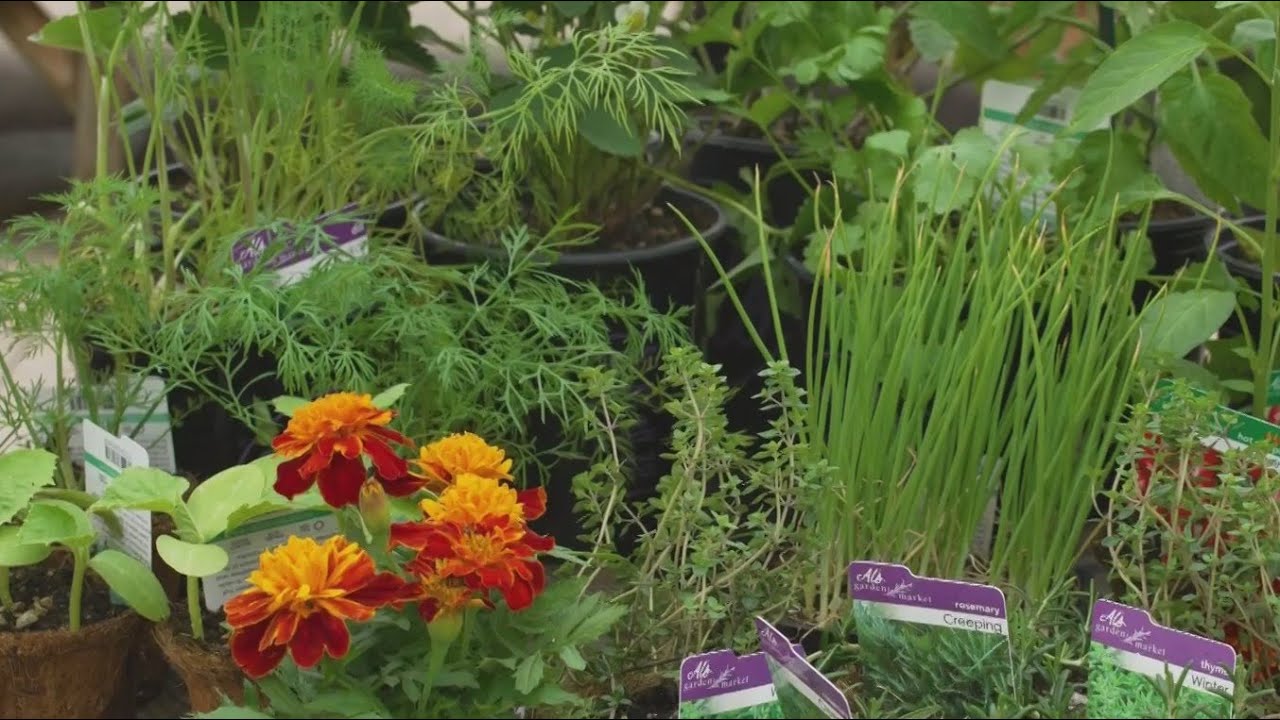 Tips for getting garden-ready for spring in the Pacific Northwest - YouTube