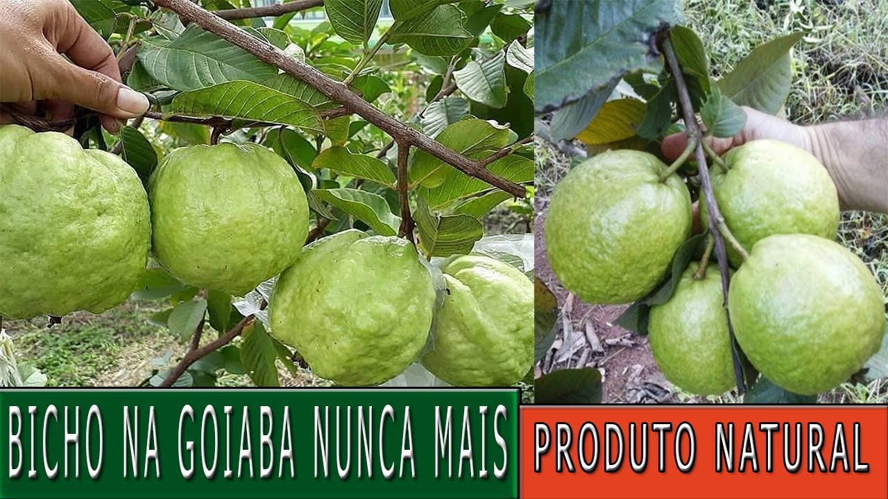 GOIABA SEM BICHO nunca mais seja afetado por pragas nas goiabas - YouTube