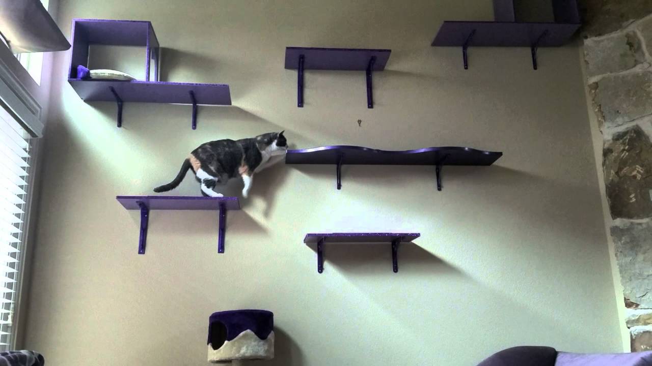 My cat finally using catification shelves - YouTube