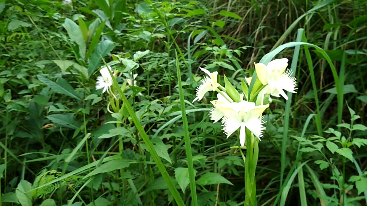Pecteilis susannae, terestrial orchids/anggrek tanah - YouTube