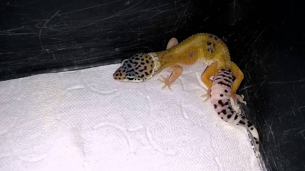Leopard gecko collection and mating pair - YouTube