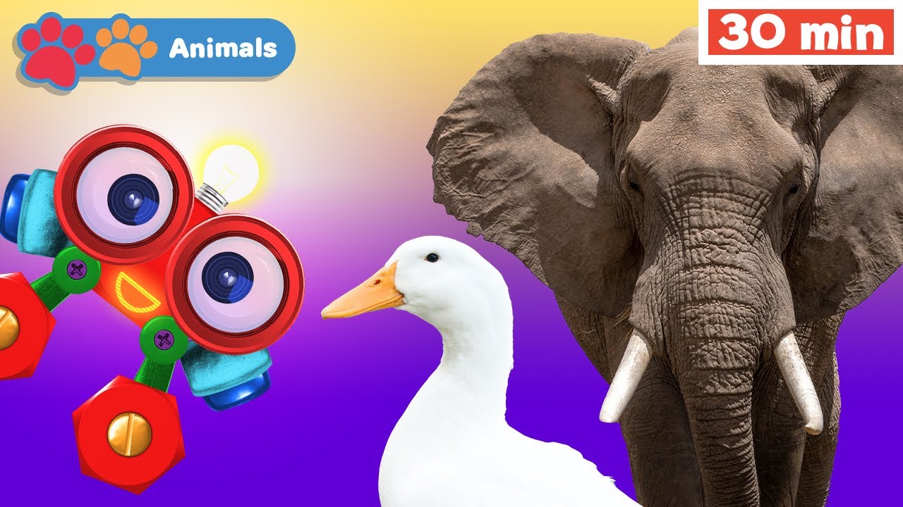 Learn Animals w Robi | Educational Early Learning Videos | Animals ...