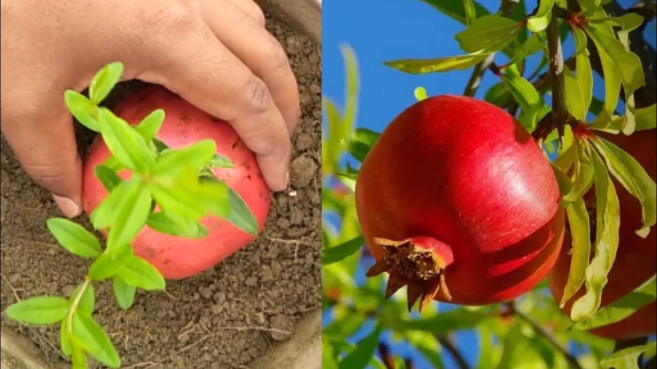 Grow Annar plant from Annar fruits - YouTube