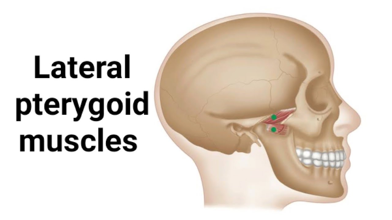 Lateral pterygoid muscles|| Head and neck - YouTube