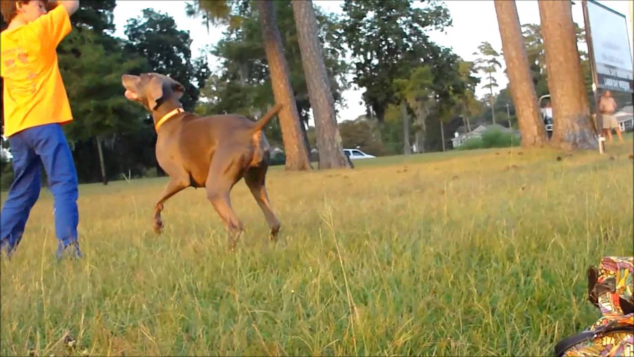 Retrieving Fun With Eva - YouTube