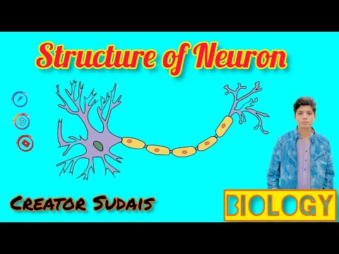 Structure and Function of Neuron Class 10 | Cell body | Dendrites ...