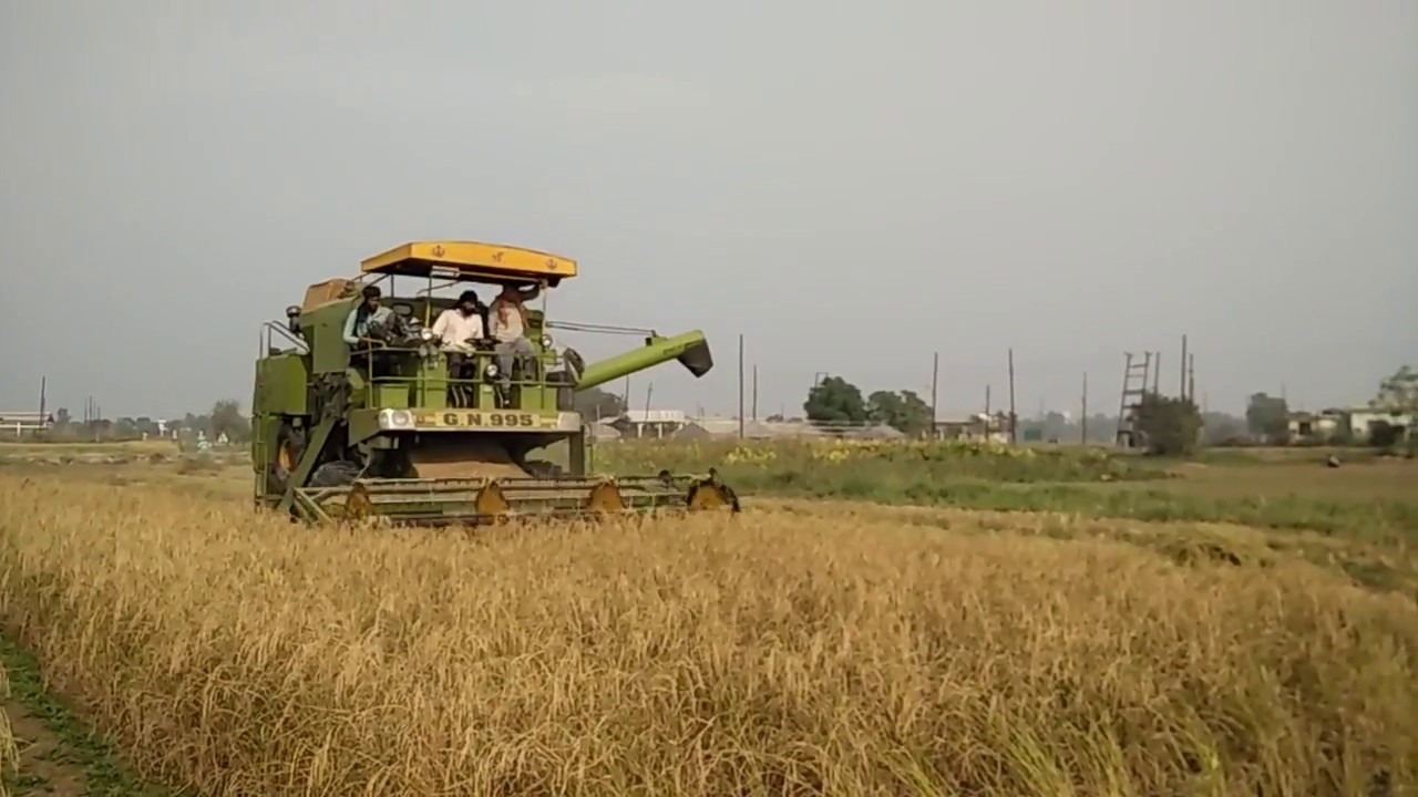 Harvesting of rice on campus field, harvesting of rice by combine ...