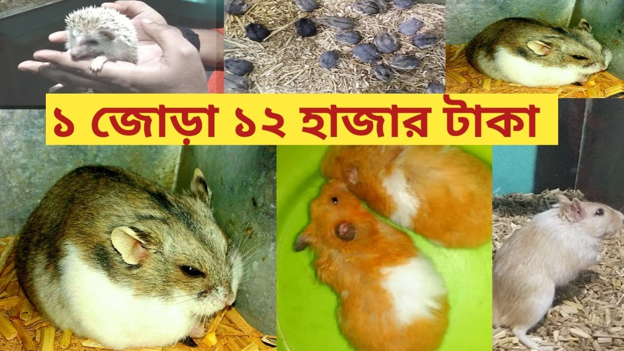 Indian Exotic pet sugar glinder hamster🐹African pygmi hejak price india ...