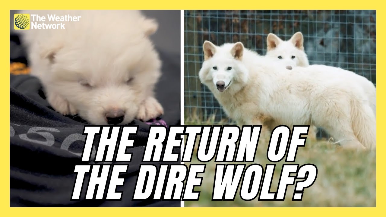 Did Scientists Bring the Dire Wolf Back from Extinction? - YouTube