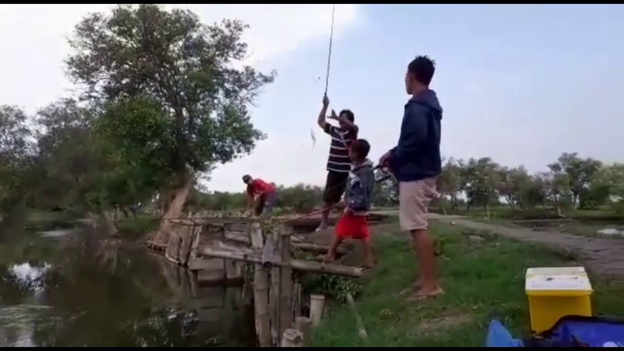 Ikan payus Kedung peluk bergoyang - YouTube
