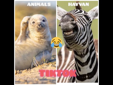 Funny Animal Videos Tiktok,Eğlenceli Hayvan videoları