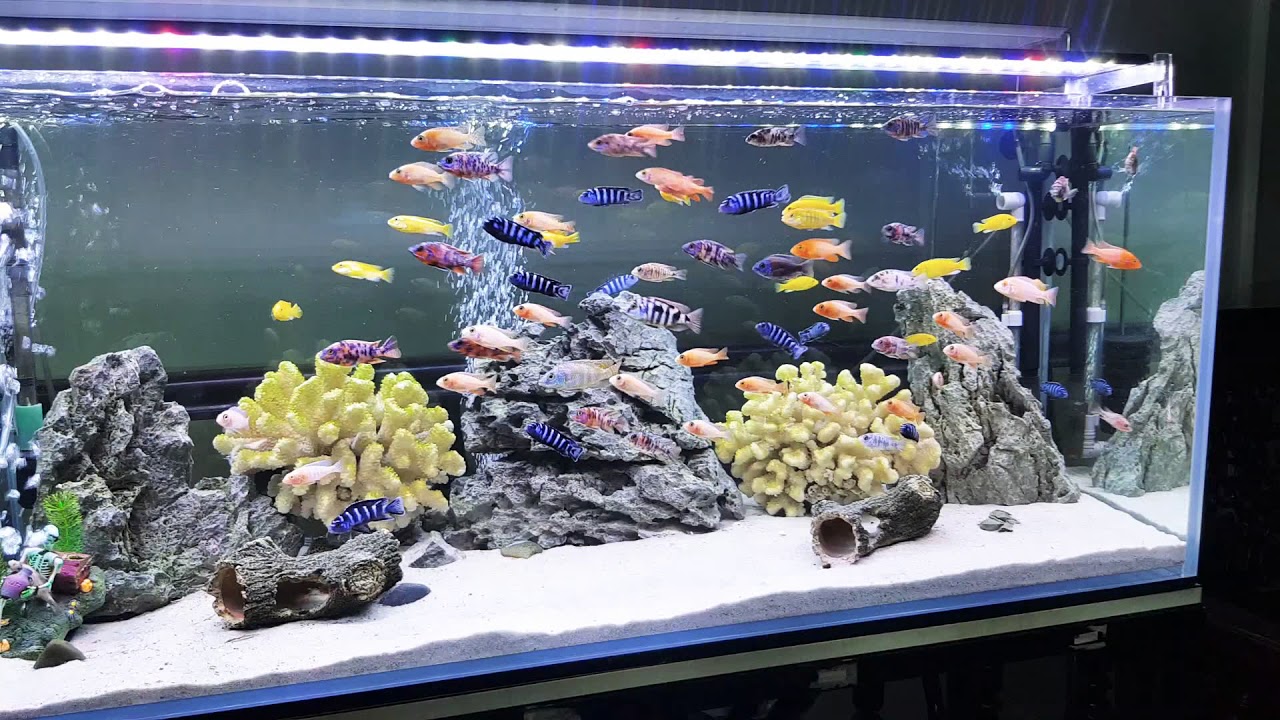 Hồ cá Ali đẹp (Ali fish) - YouTube