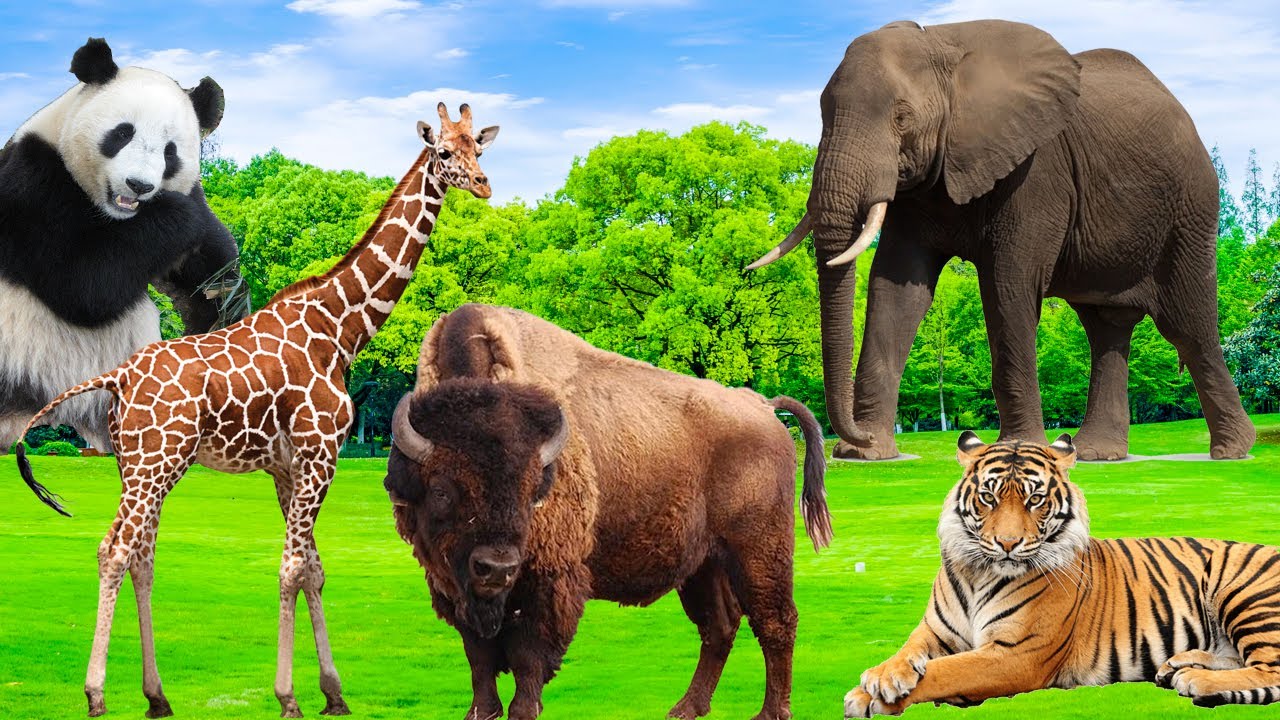 Learn the sounds of animal l Panda, Giraffe, Elephant, Tiger, Bison l ...